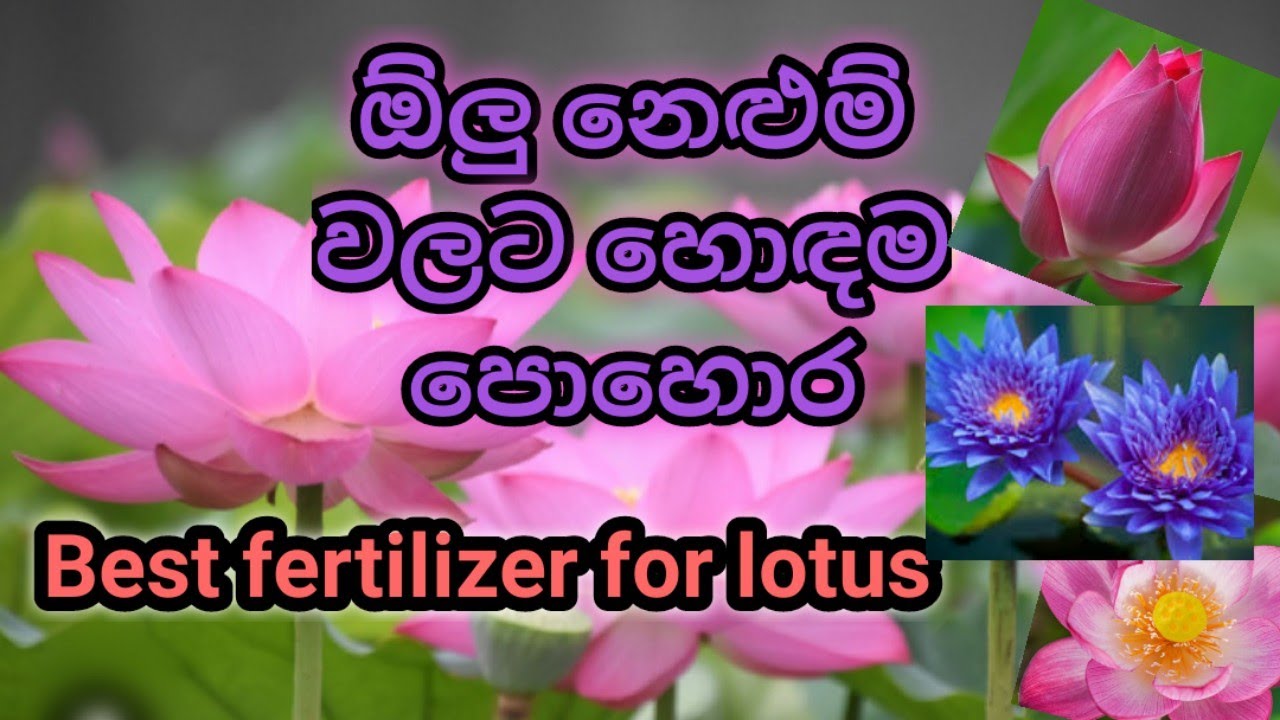 ඕලු නෙළුම් මල් බරක් ගන්න මේ පොහොර දාන්න/Mal wagawa/lotus - YouTube
