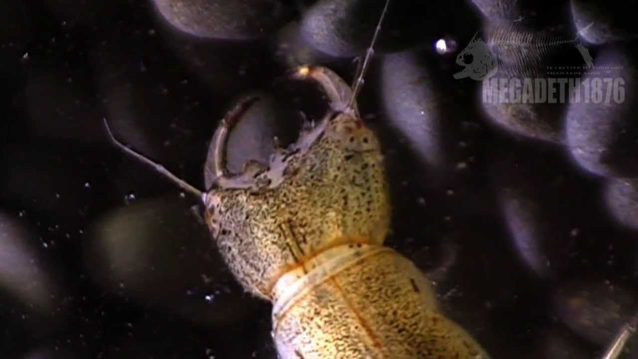 Larva of Cybister Japonicus Sharp (2) - YouTube