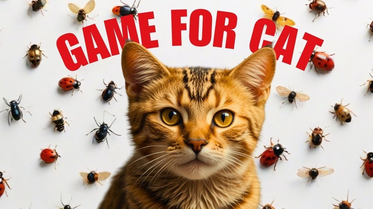 GAME FOR CATS - Cat Games Catching Bird - Video For Cats To Watch - YouTube