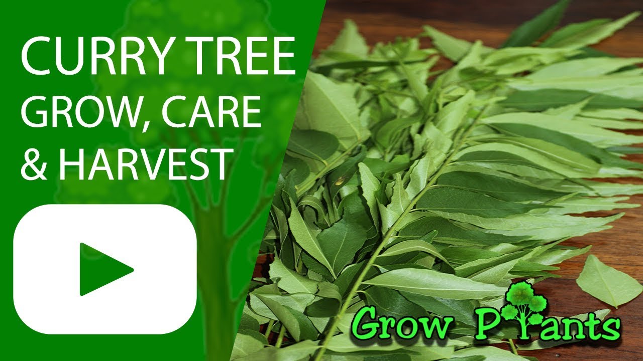 Curry tree - grow, care, harvest leaves and fruits (Murraya koenigii ...