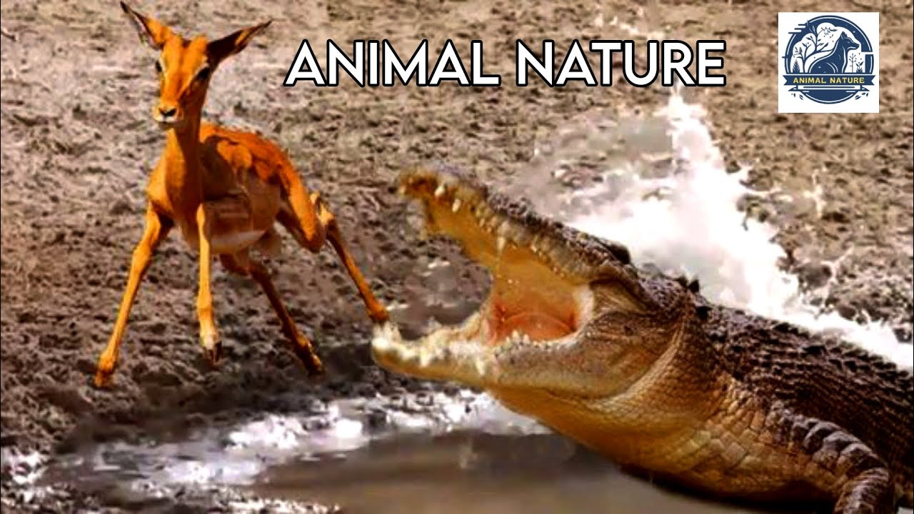 Animal Nature Animals collection in HD videos | Animals love | hunting ...