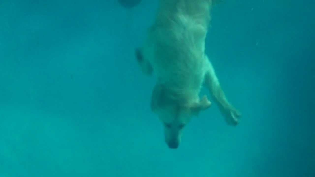 Dino The Diving Dog Golden Retriever Bailey diving underwater for tennis ball Paul McCartney ...