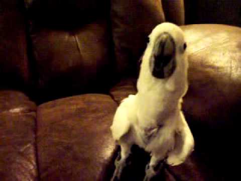 cockatoo Max wishes he could rip my face off - YouTube