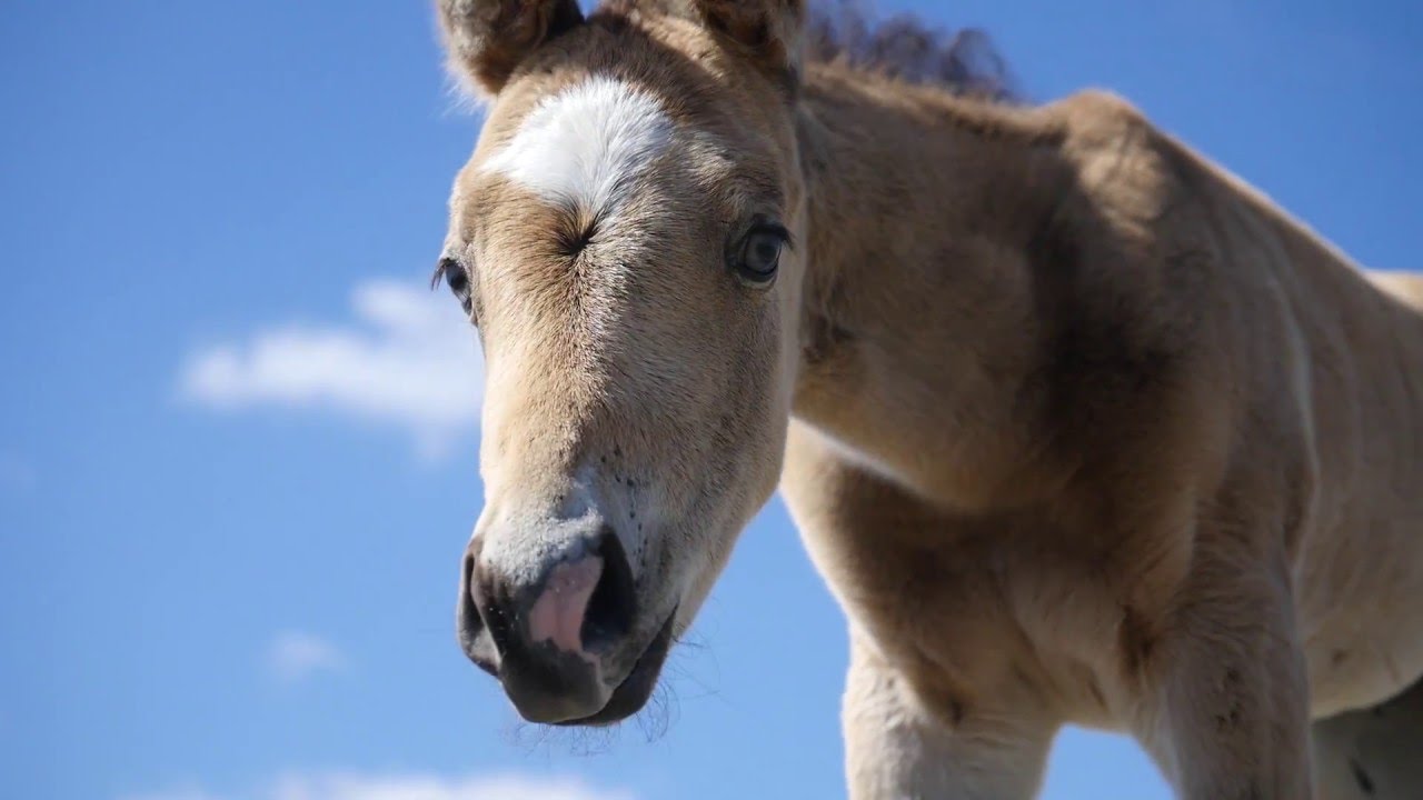 April Ranch Roundup - YouTube