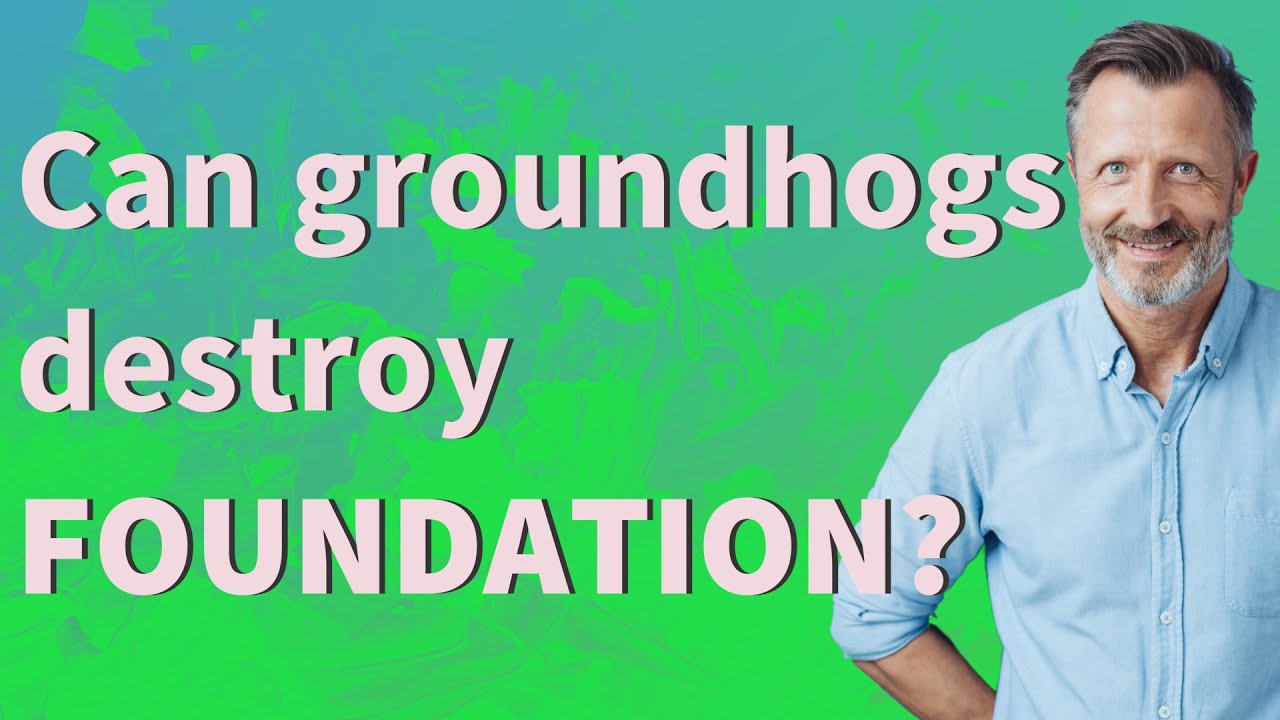 Can groundhogs destroy Foundation? - YouTube