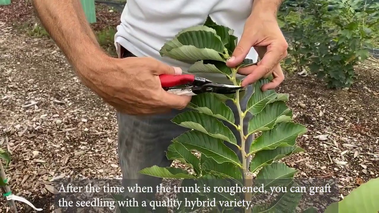 Hybrid chestnut summer grafting - YouTube