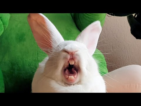 Bunny Yawning Compilation
