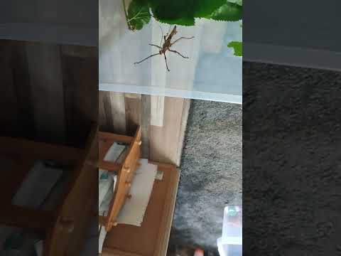 Turul complet&a murit femela de insecta bat!! - YouTube