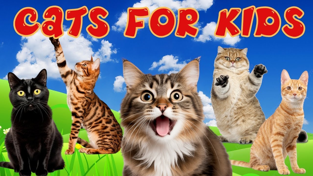 Cats for kids Meowing sounds video and facts - YouTube