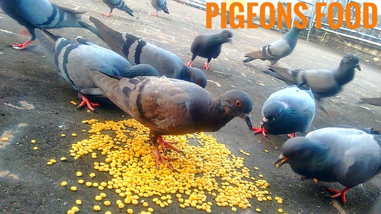BEST AND HEALTHY FOOD FOR PIGEONS Pigeons Food What Do Pigeons Eat