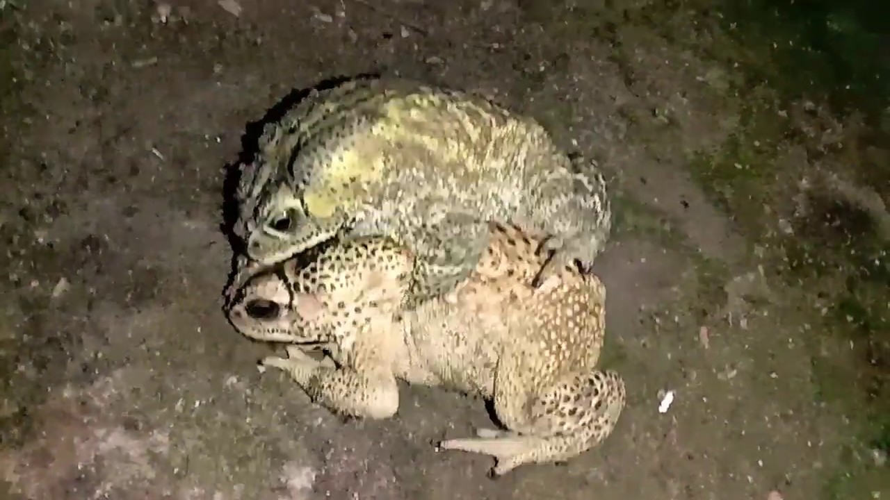 Funny Frogs Mating Time | Changing Positions | - YouTube