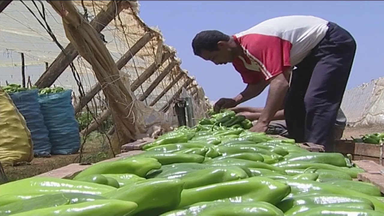 MAROC : Agriculture - YouTube