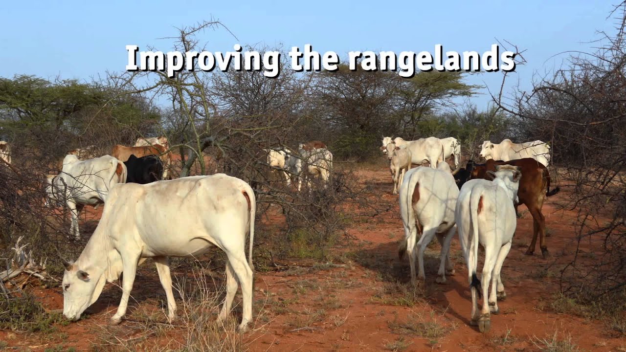 The Story of NRT - YouTube