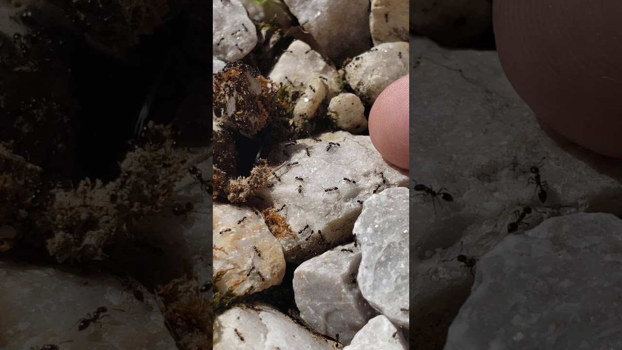 Super small ants, nuptial flight. - YouTube