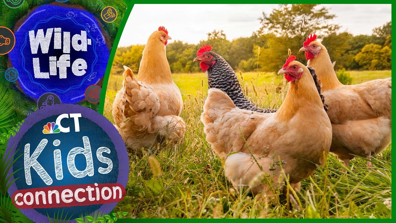 What's It Like To Own Backyard Chickens (ft. The Chicken Chick) | NBC ...