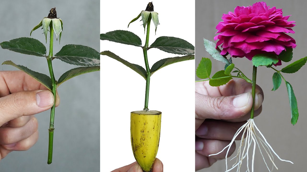 Surprised By This Rose Propagation Method - YouTube