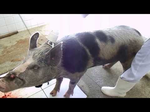 Atordoamento de suíno no abatedouro de Lagoa Nova-RN