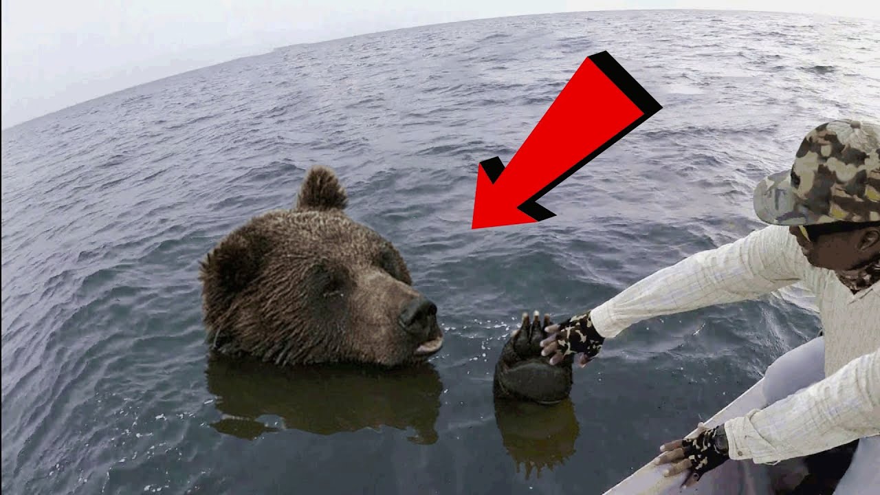 it's amazing || Animals asking for help from people!! - YouTube