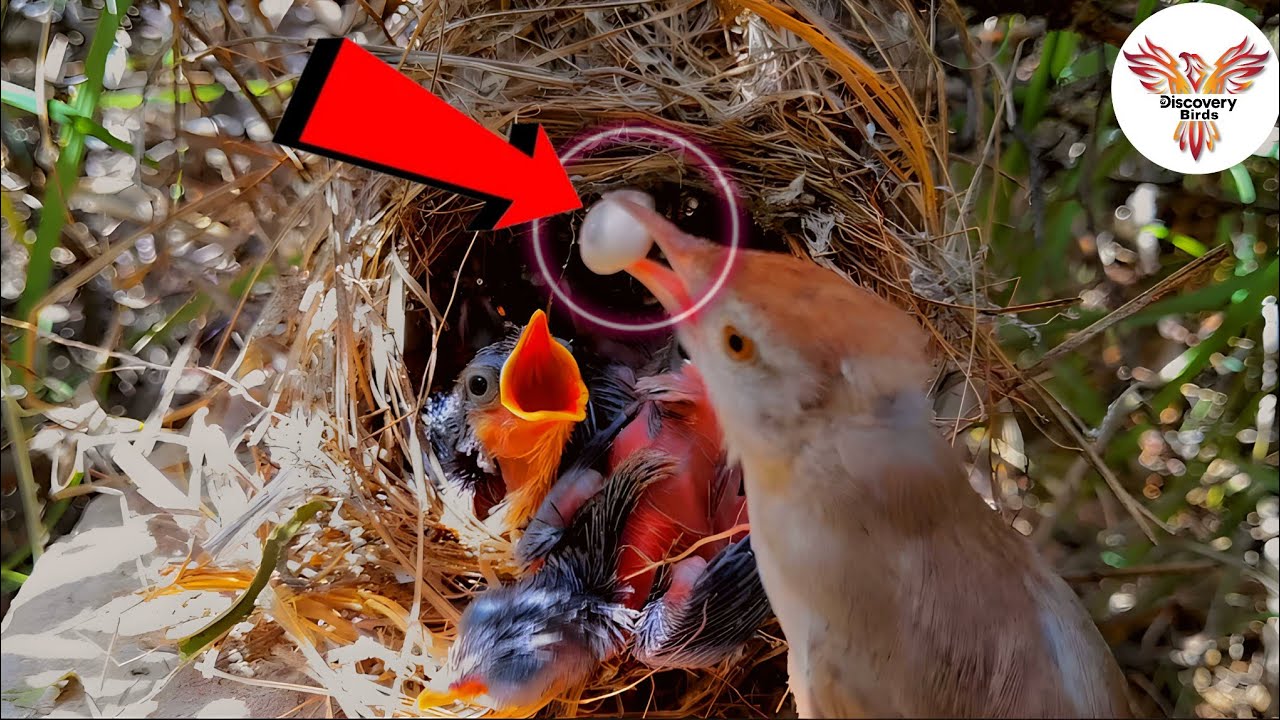 Uncovering the Mystery of Cuckoo Birds' Egg Shapes and Nesting Tricks ...