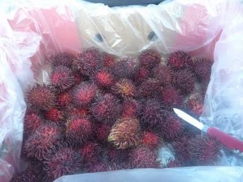 Fruit Mono Meals for best digestion 80/10/10 - YouTube