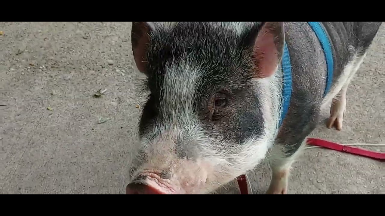 Rebel The Redneck Mini PIig Sitting For A Treat. - YouTube