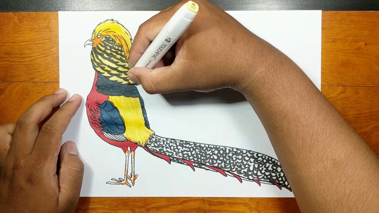 Pheasant Drawing
