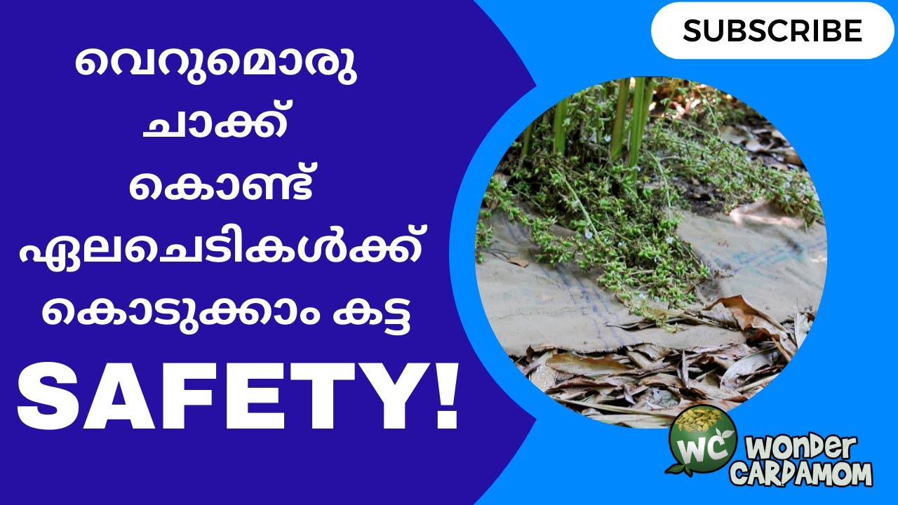 Sack can be used to provide protection for cardamom plants/Idukki ...