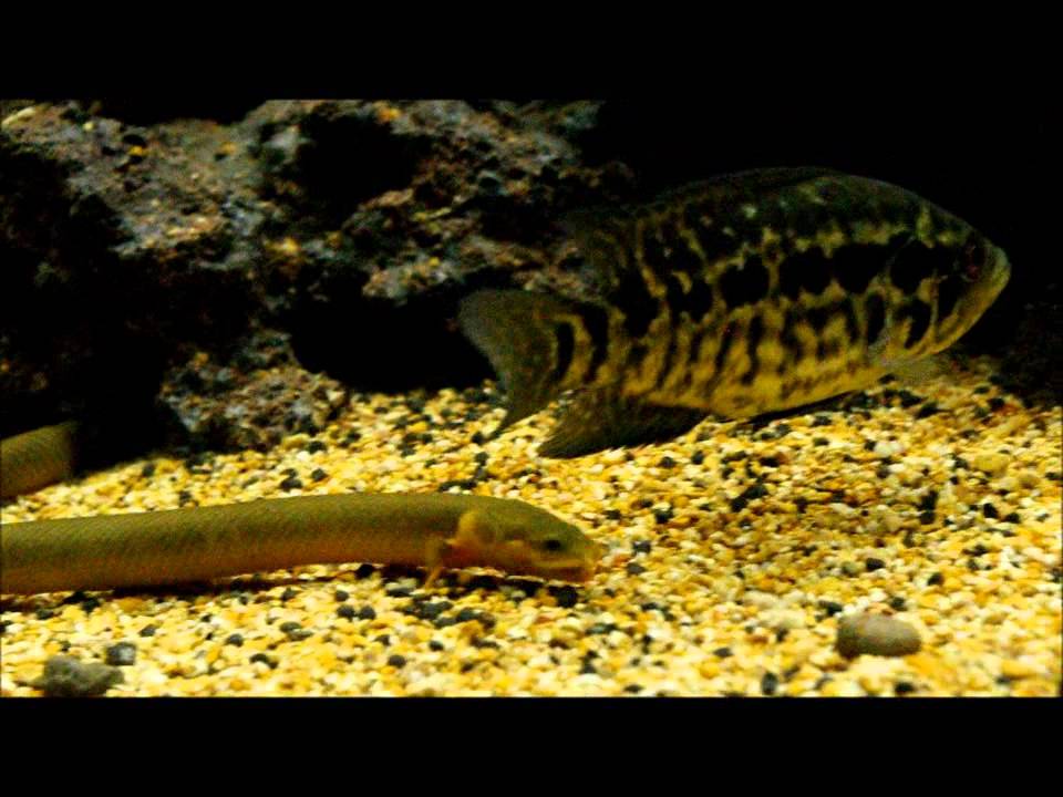 Calamoichthys Calabaricus - YouTube