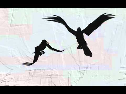 spy crows spionkraaien - YouTube