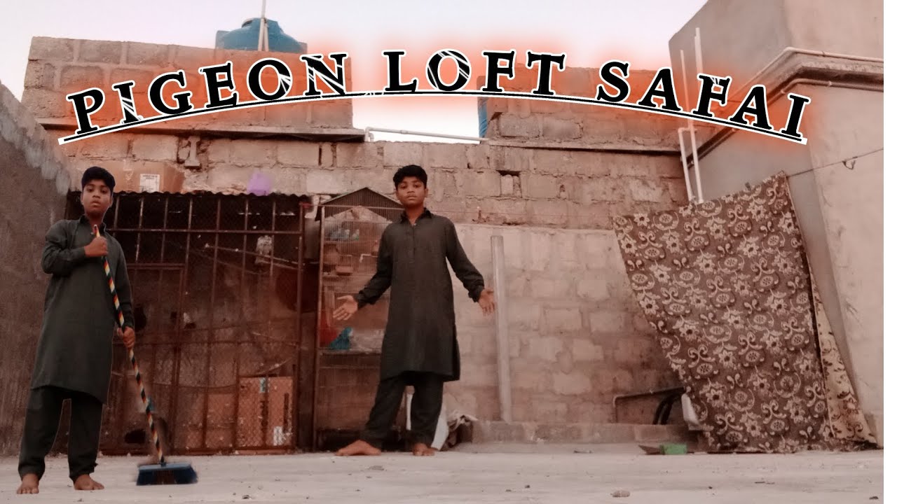 "pigeon loft safai 🦜 shayan peats - YouTube