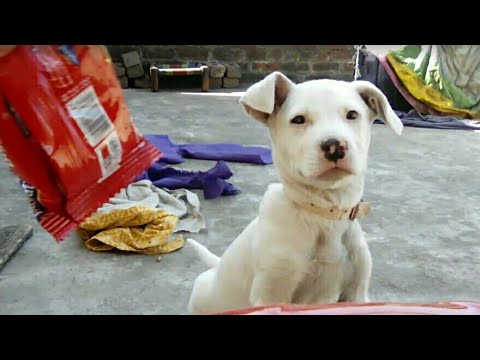 Pakistani fighting dog|| Bully Gultair - YouTube