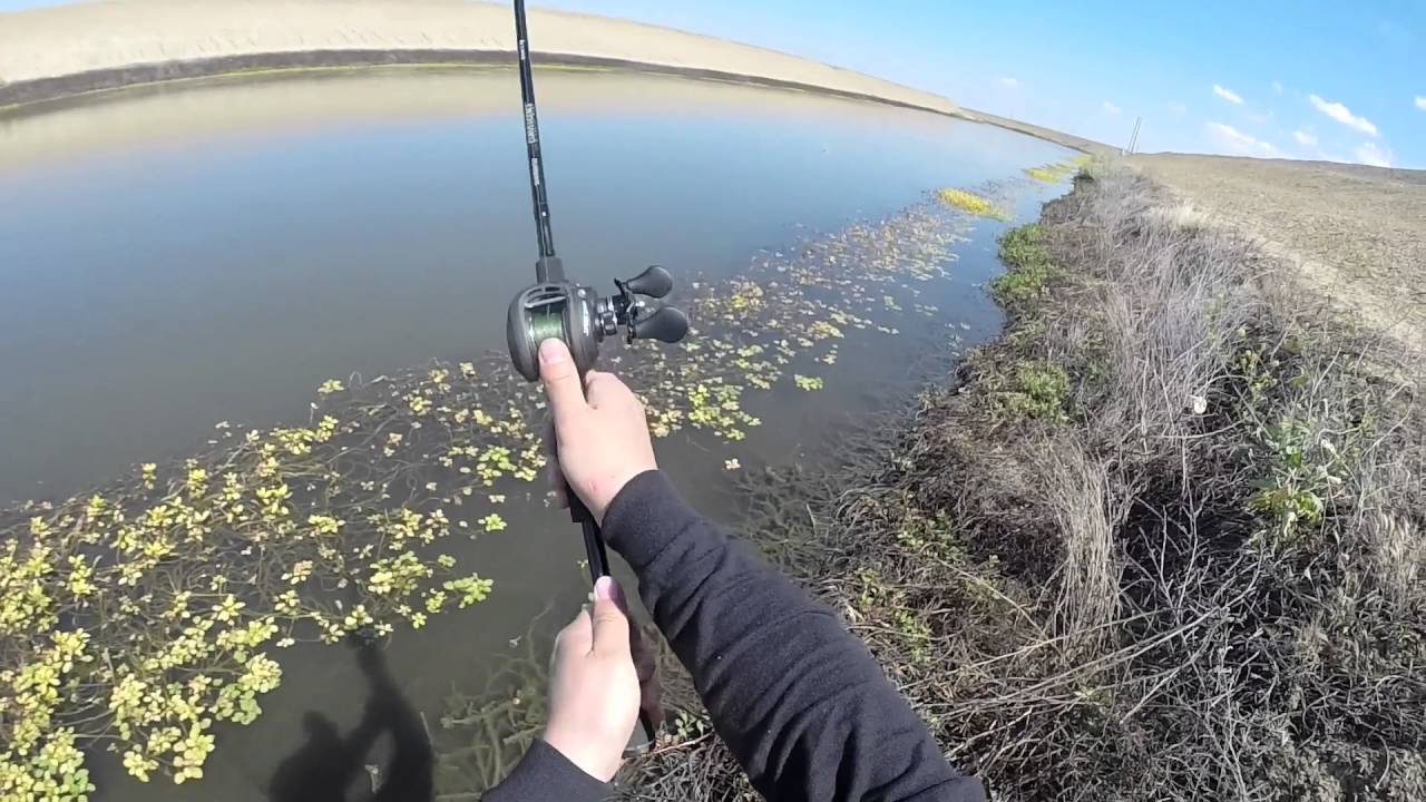 TOP WATER FROG ACTION! - YouTube