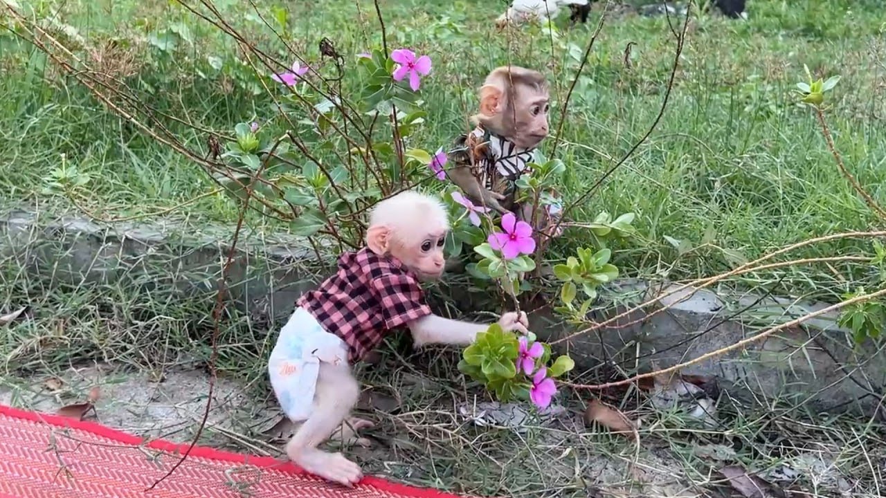 OMG Look At Adorable Baby Yuri Playing So Fun On Basil Plant But Minea ...