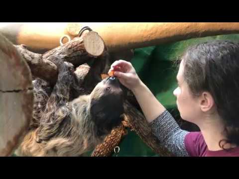 Touch Desensitization training with our Two-Toed Sloth & Jennifer (4K ...