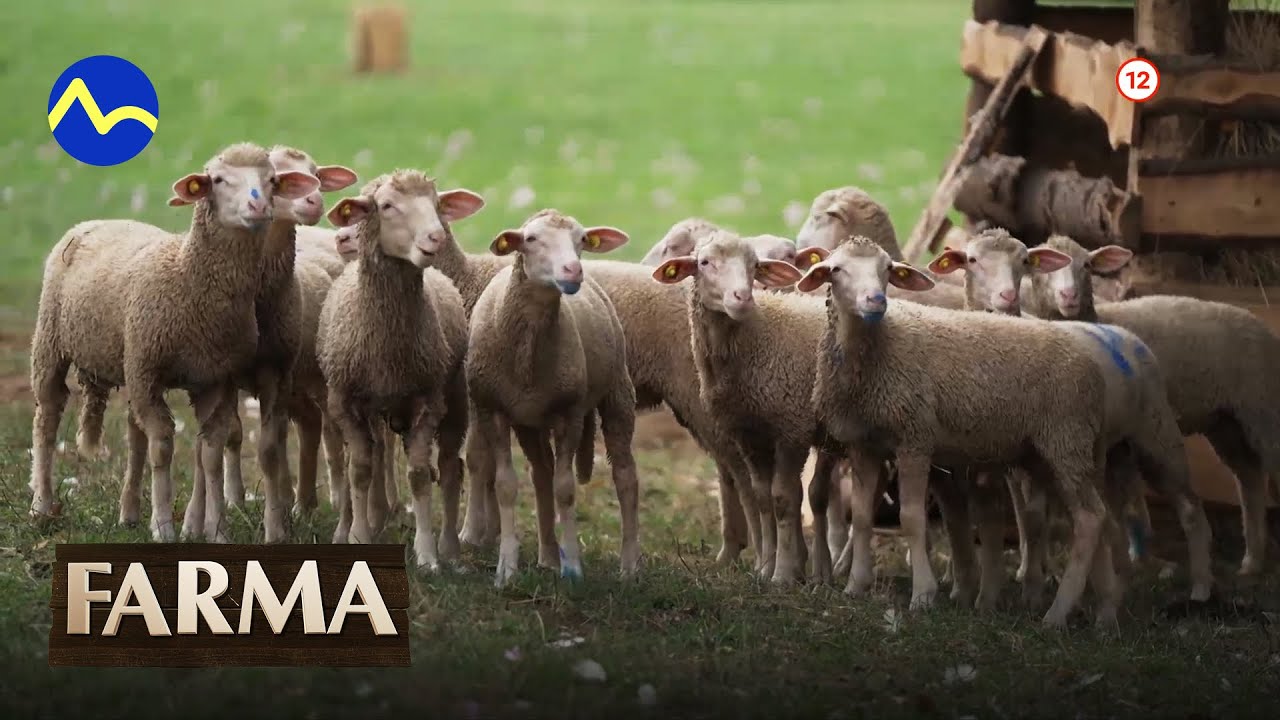 Farma 14 DUEL - už teraz na Voyo a v sobotu 22. 10. 2022 o 20:30 na TV ...