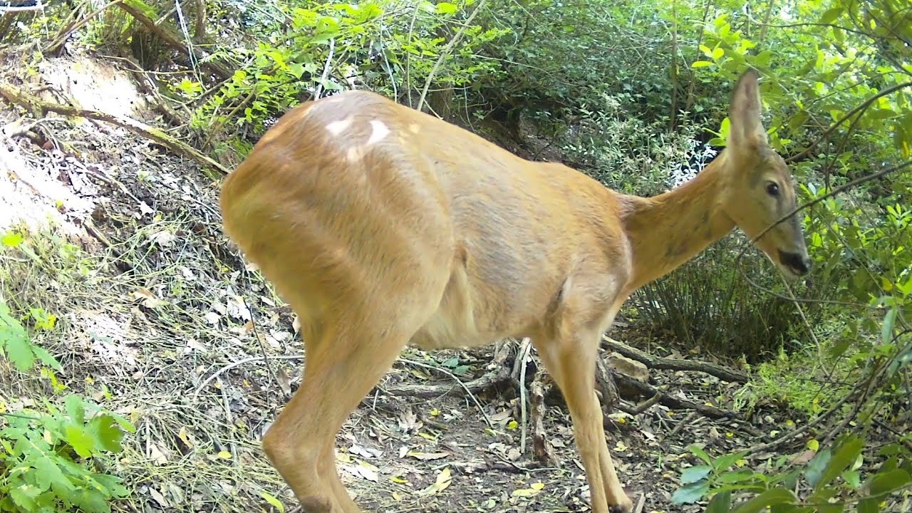 Caprioli 🦌 Capreolus capreolus - YouTube