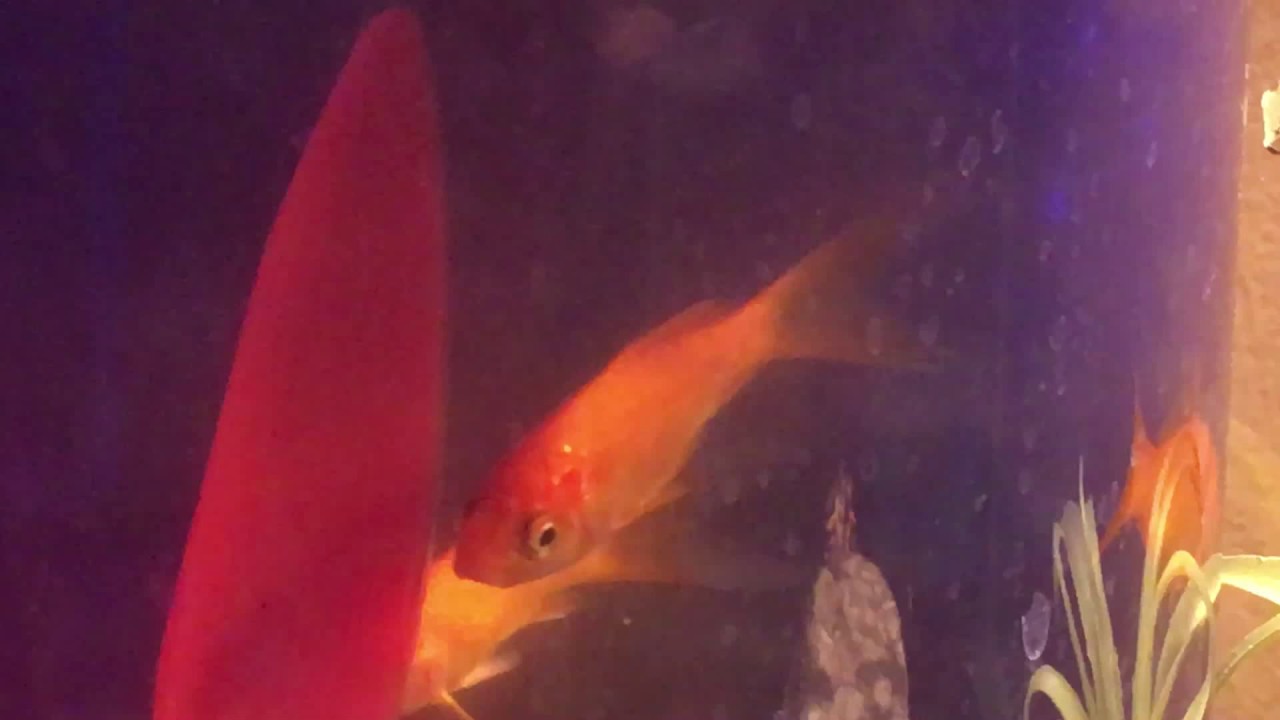 GLOW FISH -or- FOOD??? - YouTube