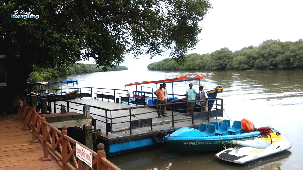 Mada Forest Boating | Coringa Wildlife Sanctuary | Mada Forest Korangi ...