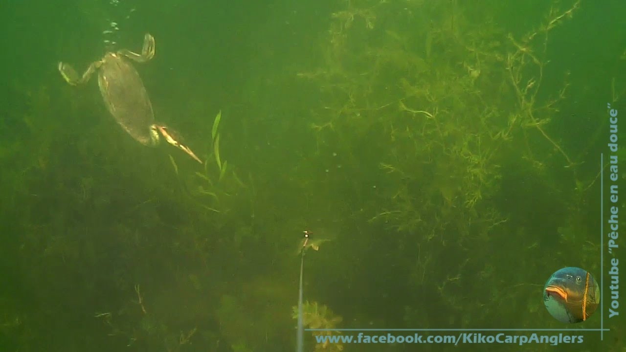 UNDERWATER CRESTED GREBE ! - YouTube
