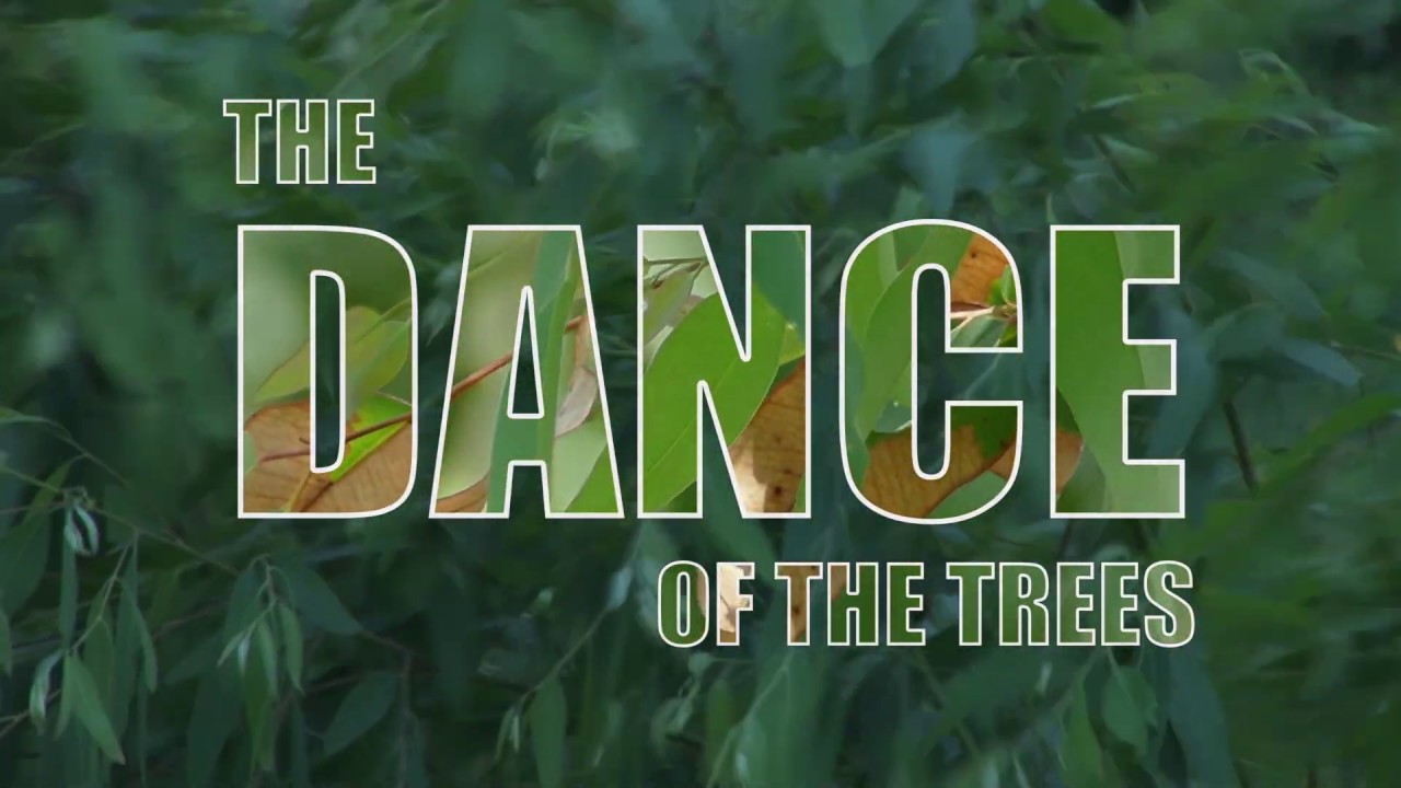 THE DANCE OF THE TREES - YouTube