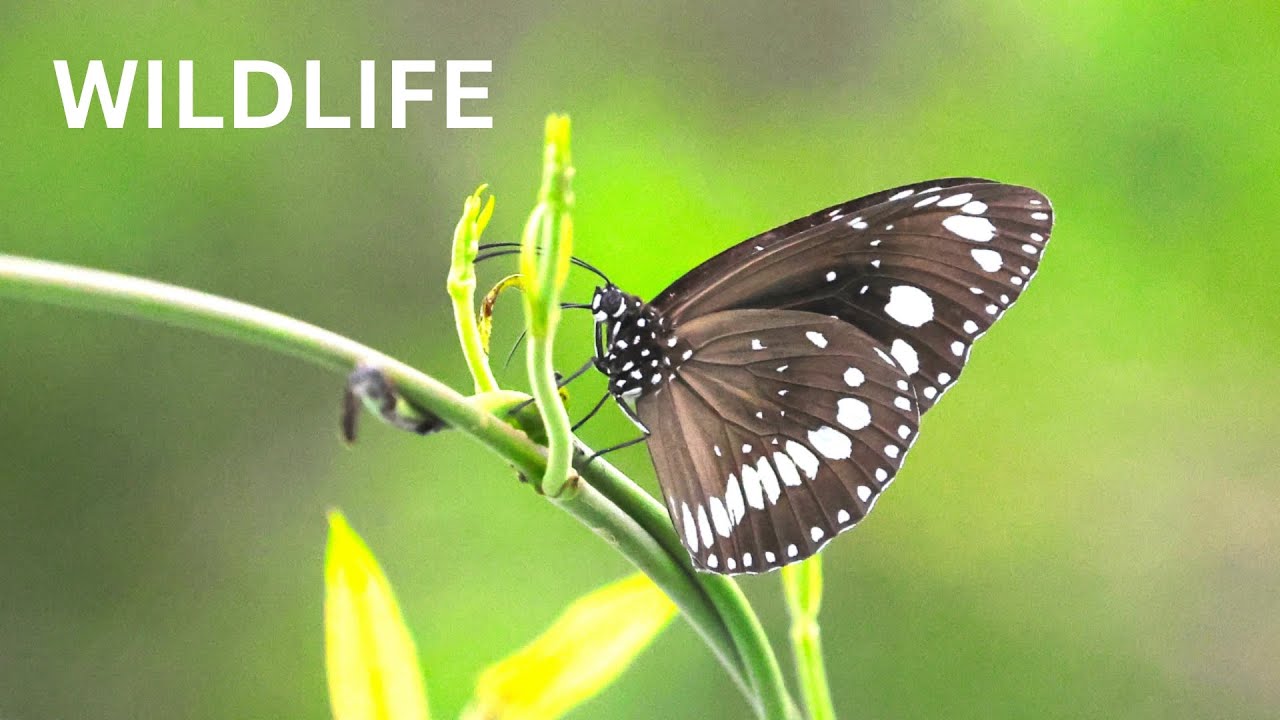AUSTRALIA - BEAUTIFUL WILDLIFE 4K HDR ☆ - YouTube