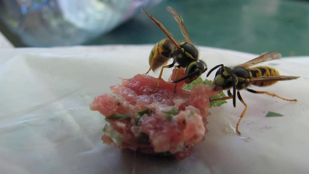 Ever seen Bees eating raw meat?! - YouTube