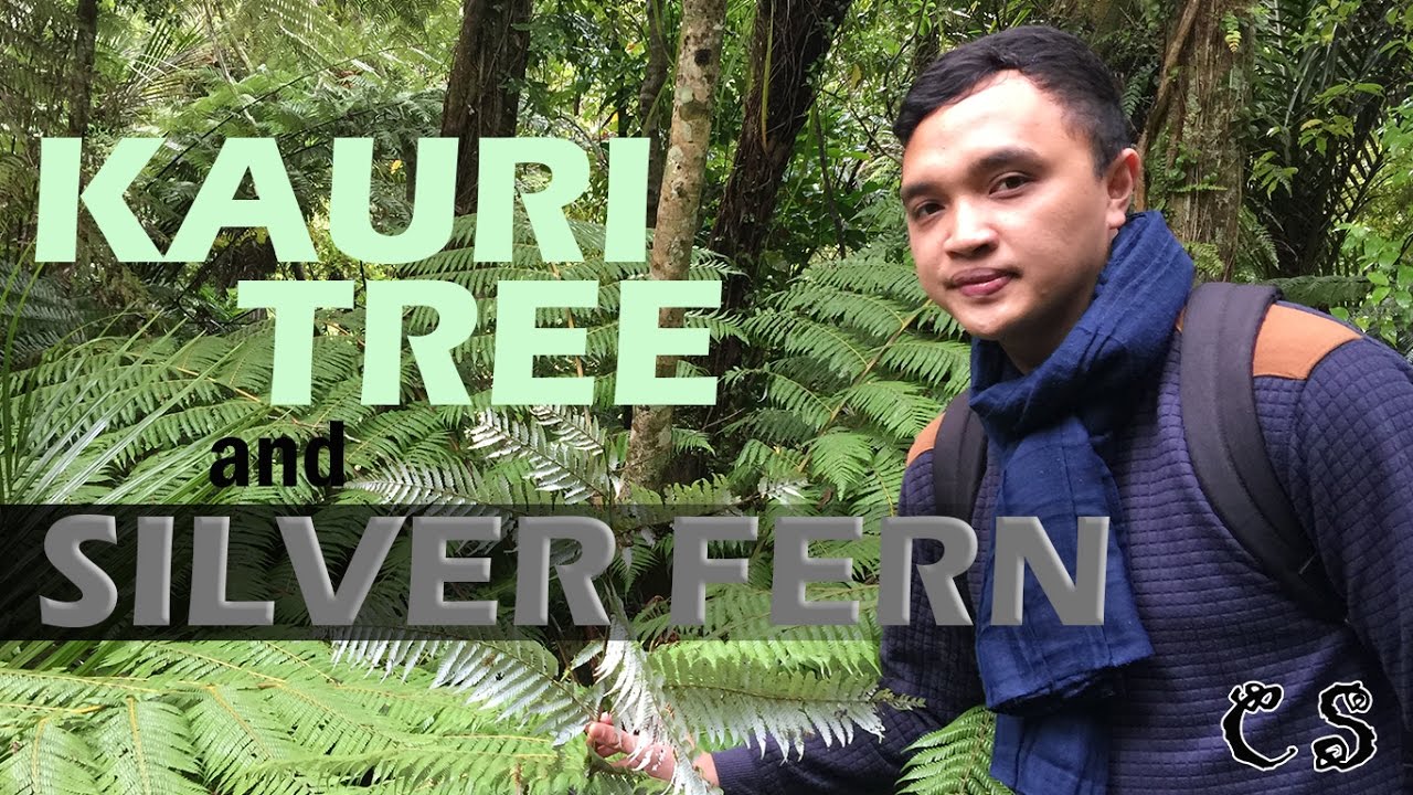NEW ZEALAND’S KAURI TREE & SILVER FERN - YouTube