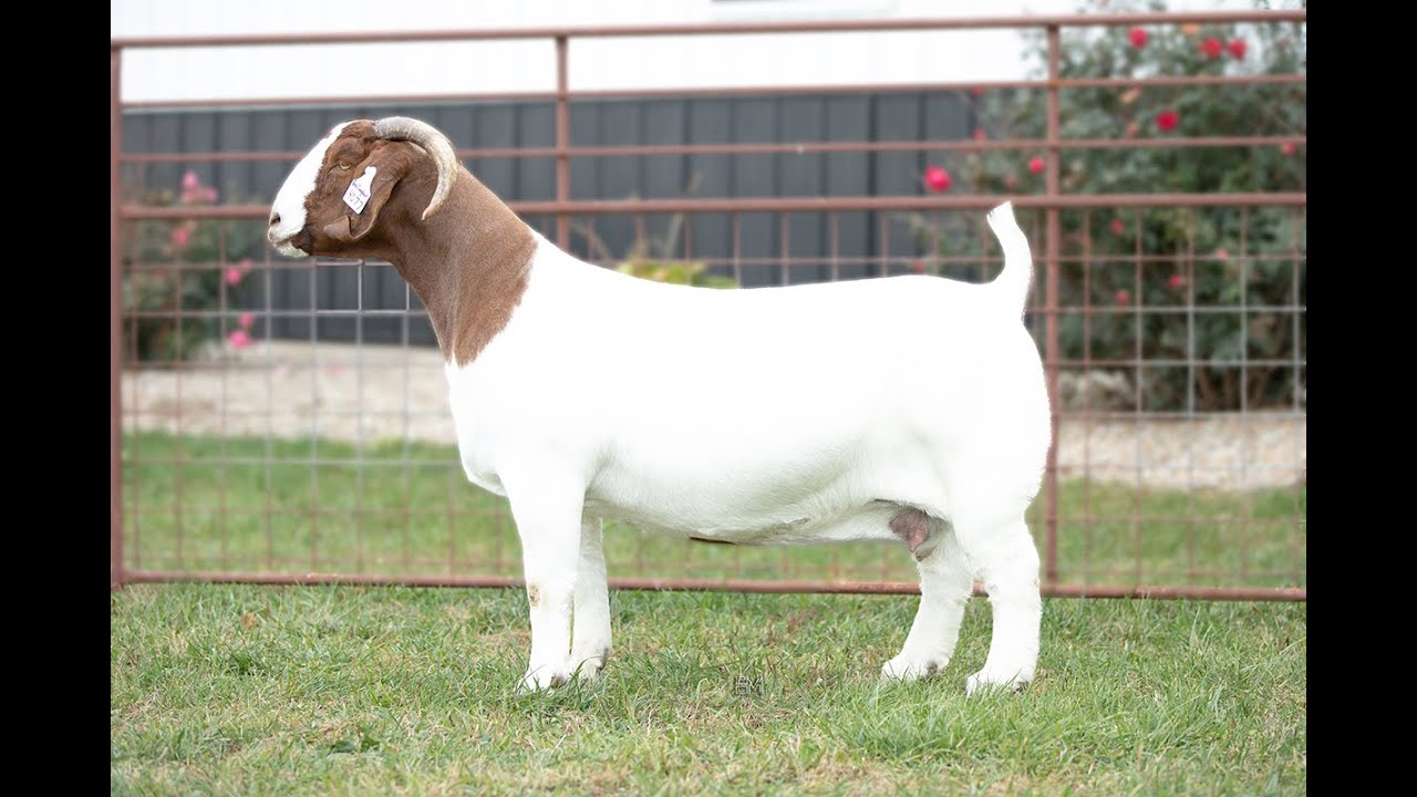 Miller Boer Goats | Tag 4077 - YouTube