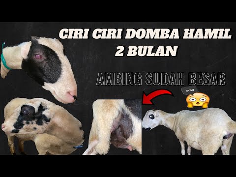 CIRI CIRI DOMBA HAMIL BUNTING 2 BULAN HAMIL MUDA #domba #sheep
