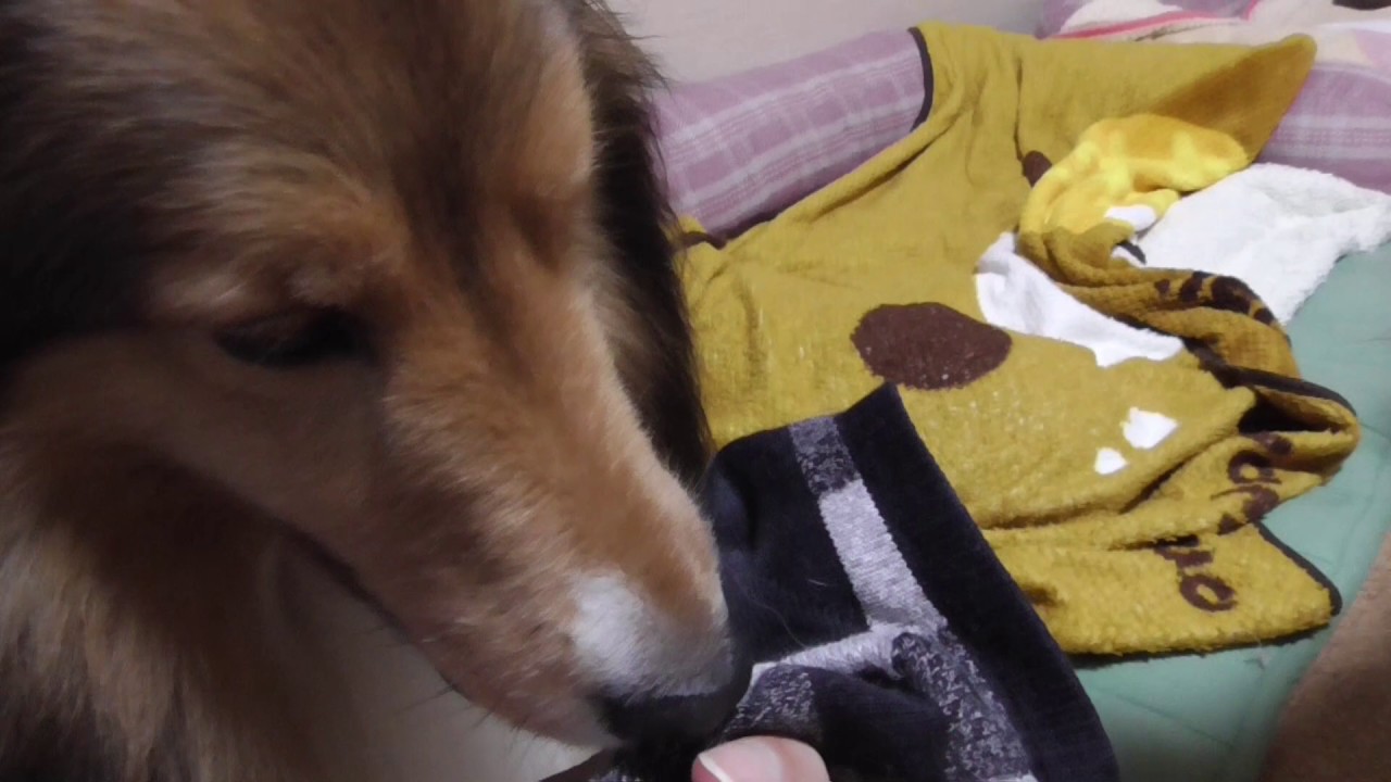 【可愛いシェルティ】私の靴下を返しなさい。Cute Sheltie:Give back my socks. - YouTube