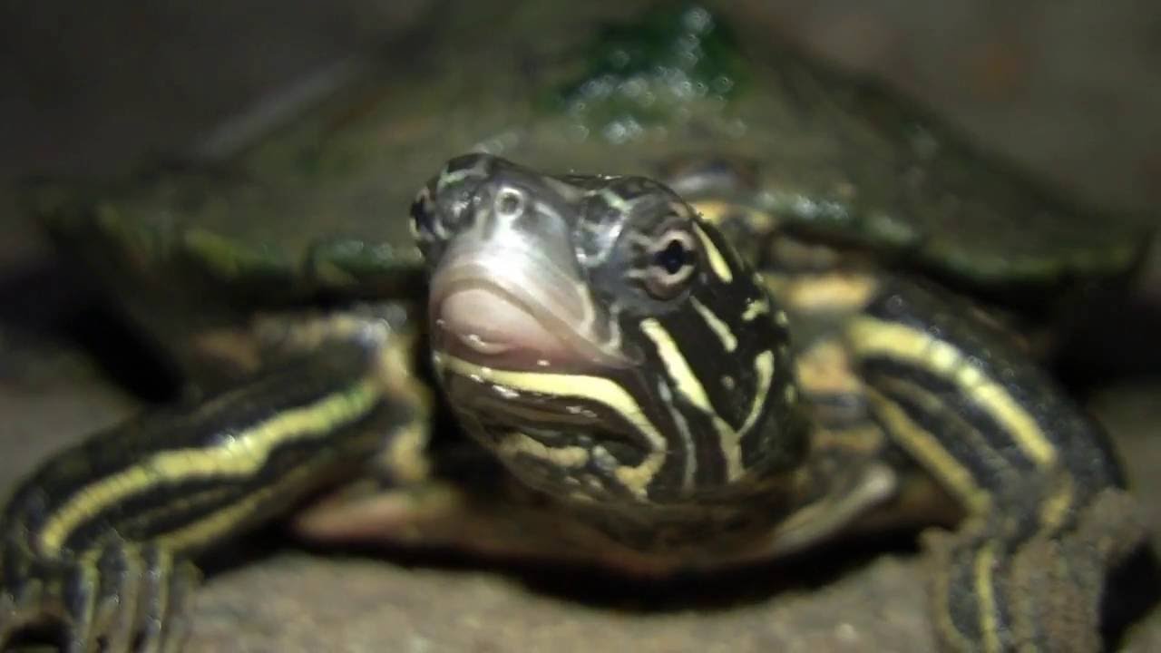 Southern Field Herping 8/16/2016 - YouTube