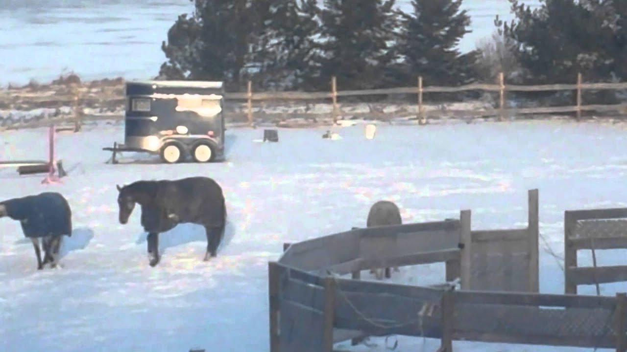 Ponies playing in the snow - YouTube