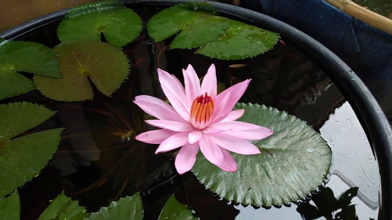Bunga Teratai Di Dalam Pot Berisi Ikan Hias - YouTube