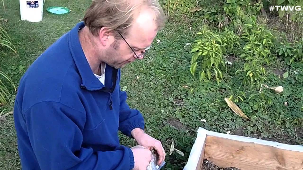 Planting the Cold Frame and Growing Kale In a Bucket The Wisconsin ...